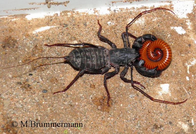 Arizona: Beetles, Bugs, Birds and more: My most interesting arthropod ...